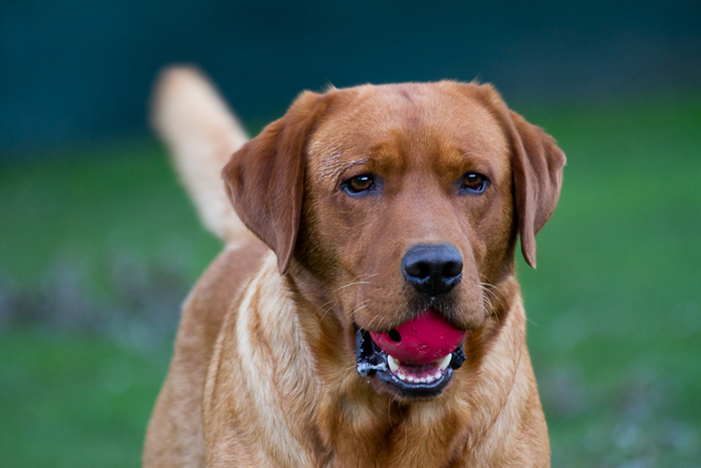Herzlich Willkommen ~ Labrador vom Loderberg